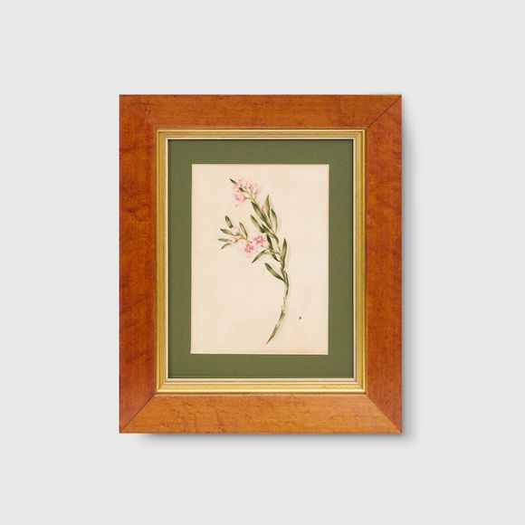 Bonhams : Maria Mann (circa 1810-1845) Eriostemon Lanceolatus (Pink Wax ...