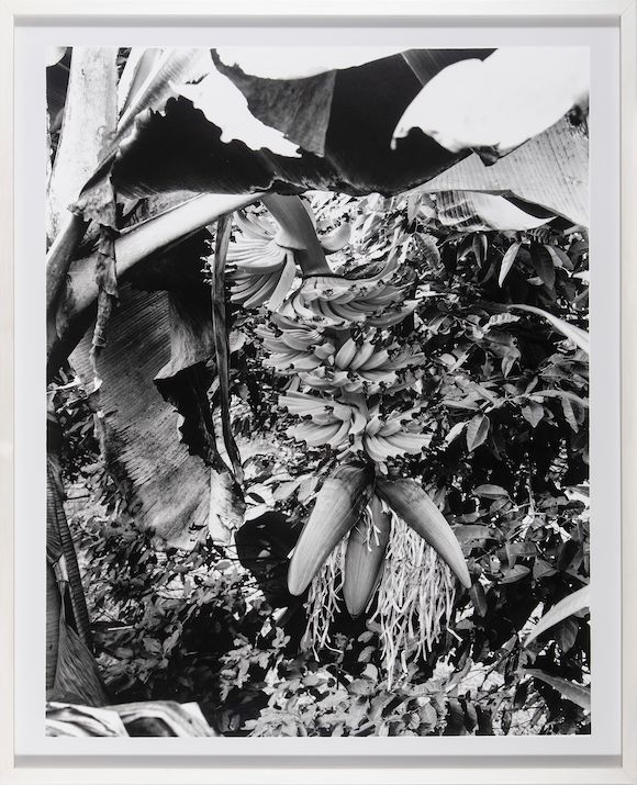 Bonhams : Simryn Gill (Singaporean, born 1959) Forrest #11, 1996-1998
