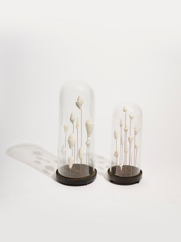 Bonhams : A pair of shell specimen displays in glass domes height: 52 ...